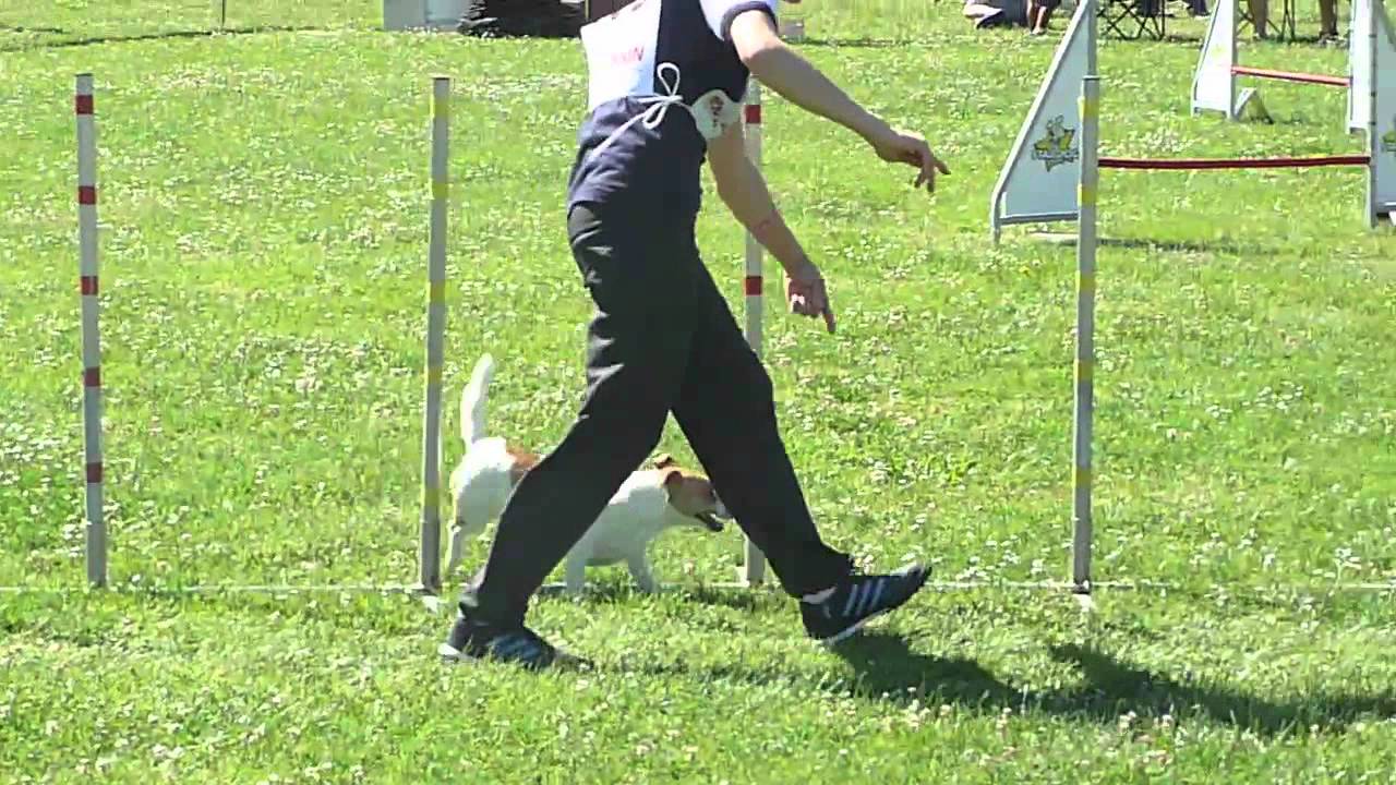 Jeanna e Freeda Agility Dog 28-05-2011 Lido di Savio - prova Jumping ...