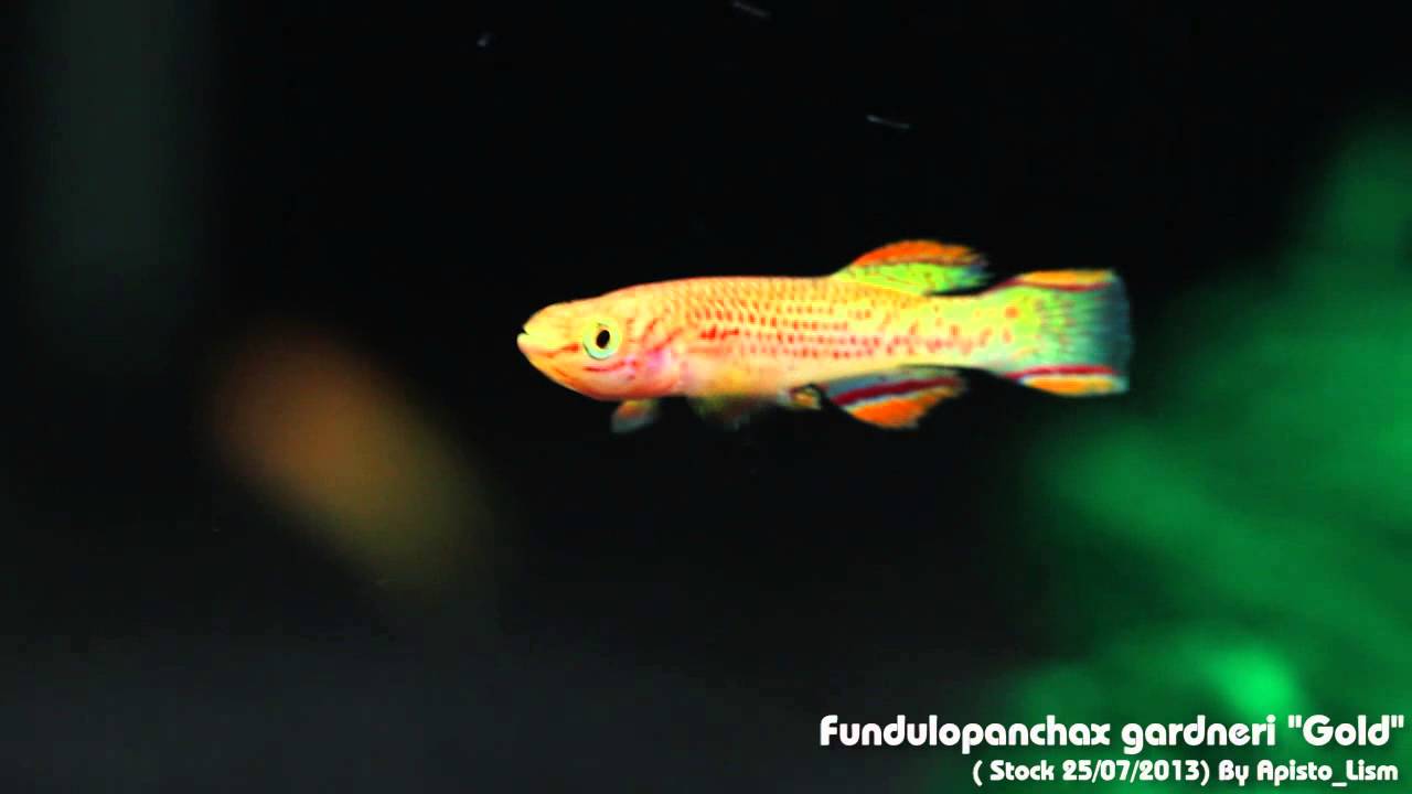 F.gardneri Gold 25/7/13 - YouTube