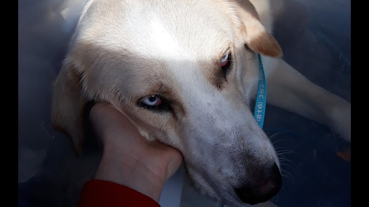 My sweet Snoopy got surgery ;-; - YouTube