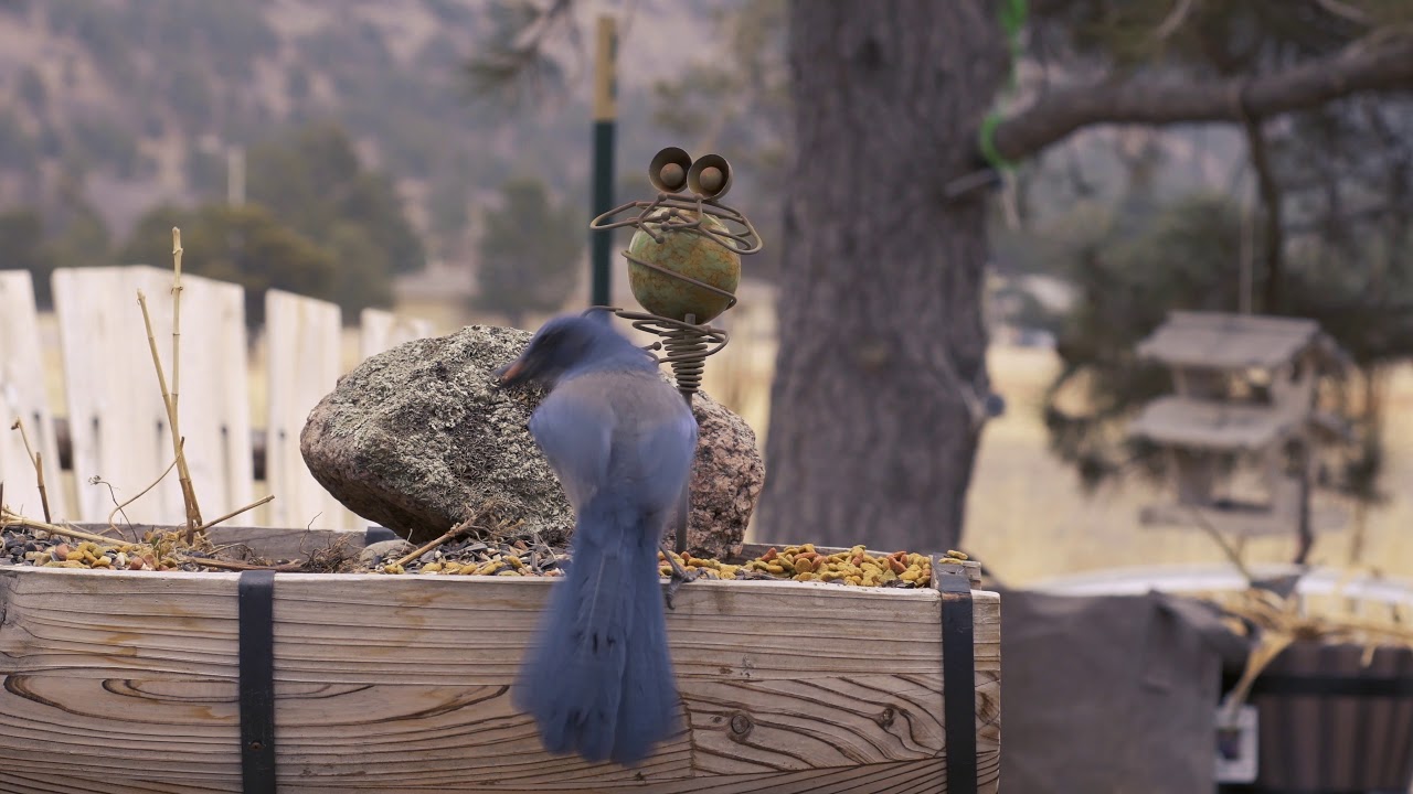 Blue Jay Camp Robber Magpie - YouTube