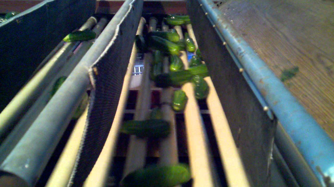The cucumber sizing machine. - YouTube