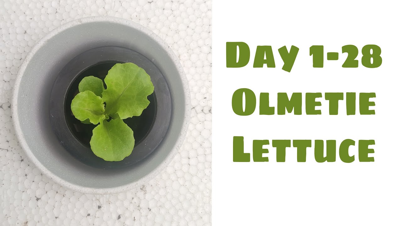 Day 1 - 28 after transplant. Olmetie Lettuce. -Hydroponics - YouTube