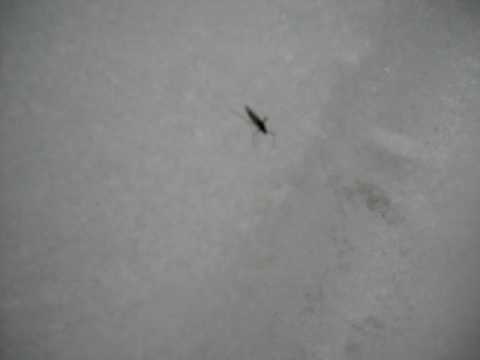 Snow Mosquito - YouTube