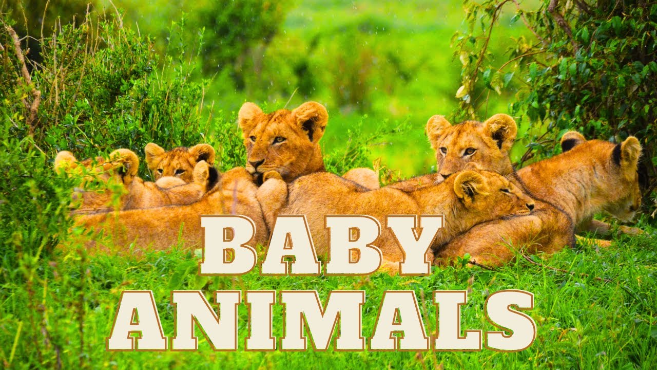 Baby Animals 4K: The World of Young Wildlife - YouTube