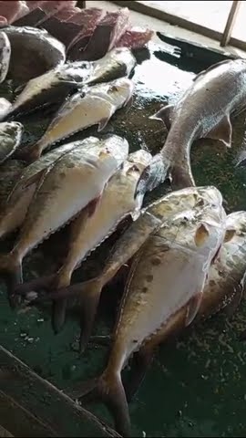 Ikan Fresh Pantai ABF Bintulu - YouTube