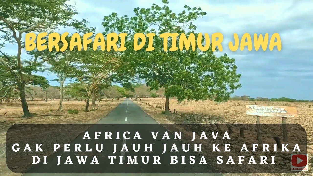 BUKAN DI AFRIKA TAPI DI JAWA BISA BERSAFARI DI AFRICA VAN JAVA | TAMAN ...