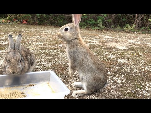 The bunny is doing a \