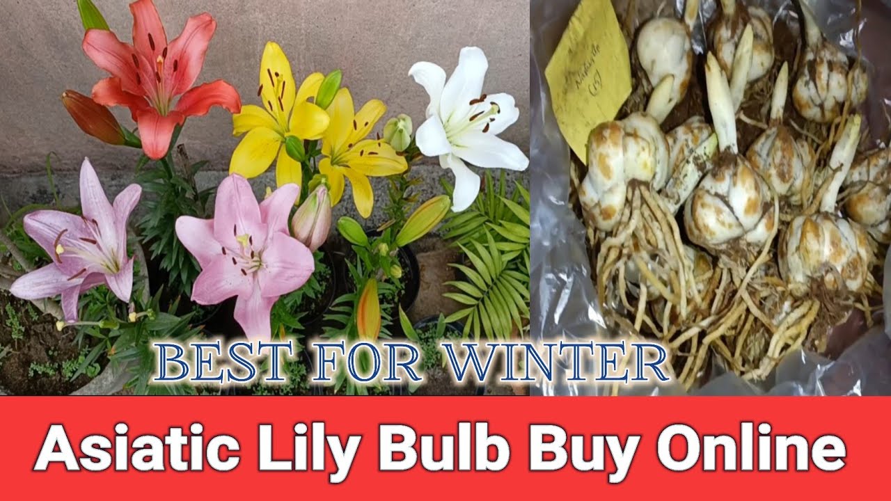 Asiatic lily bulb buy Online, 5 colours Best flower for Winter ...