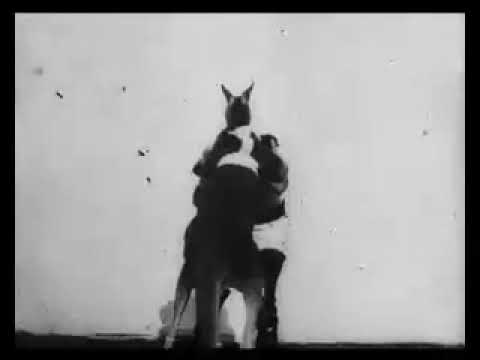Boxing Kangaroo (1895) — Full Silent Sports | Early Cinema | Early Cinema