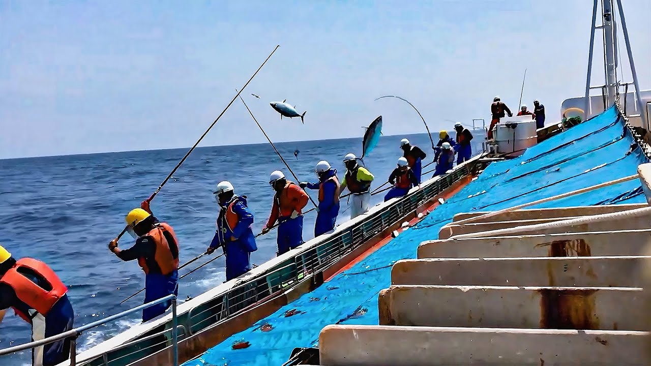 Pole and Line Skipjack Tuna Hunting on the High Seas - YouTube