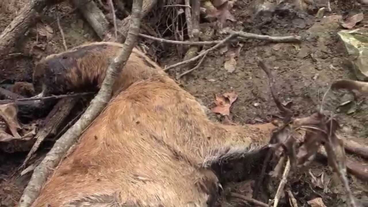 A Closer Look at EHD and CWD in Whitetail Deer - YouTube