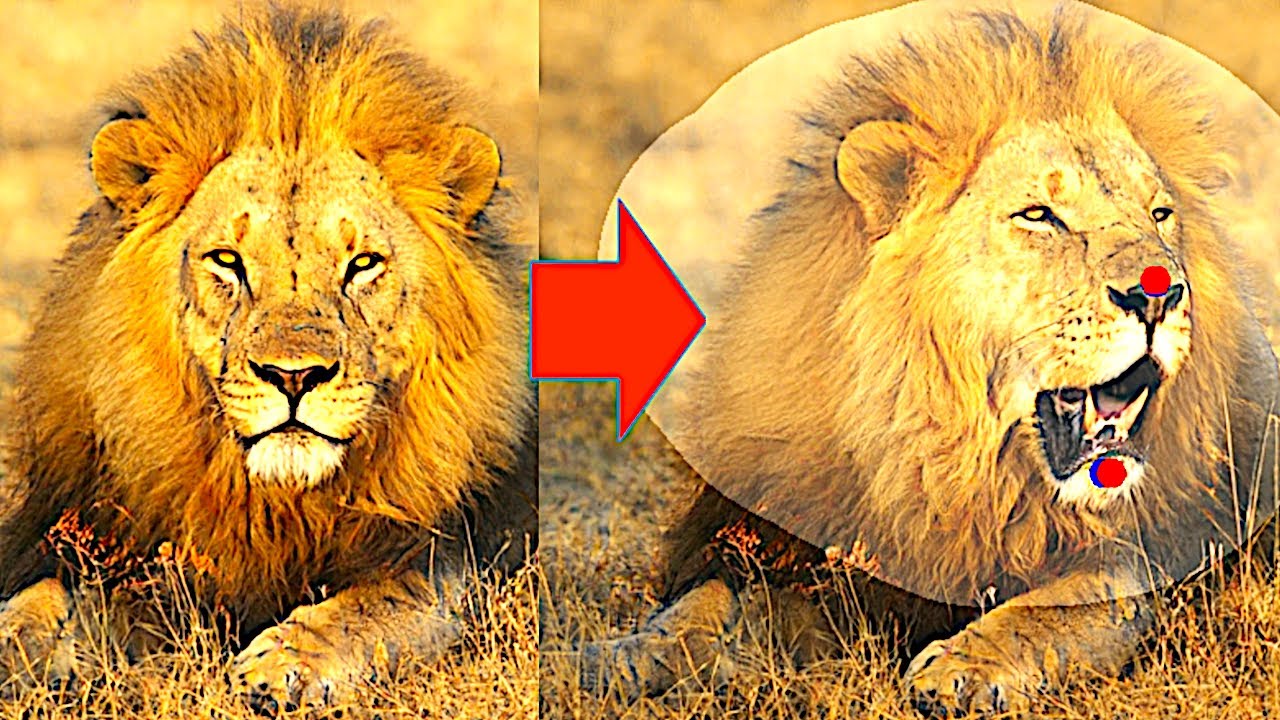 Tame this Giant Cat! : Drag-GAN and the wonders of Point Based Image ...