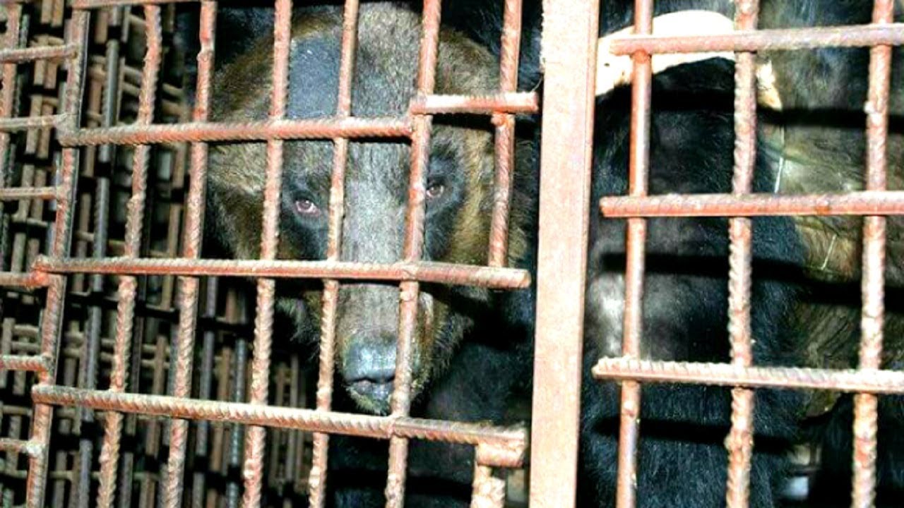 Bear Trapped In A Painful Vest For Years Is Now Finally Getting The ...