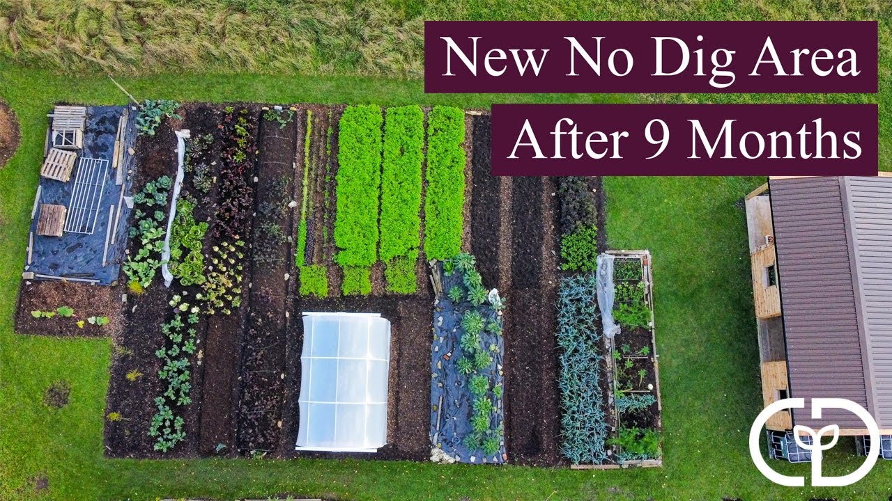 New No Dig Area After 9 Months - YouTube