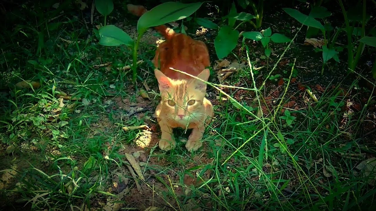 A Ginger Cat Hiding Behind A Bush - YouTube