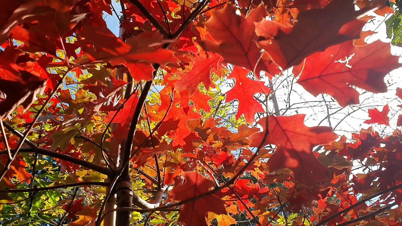 Scarlet Oak Autumn Foliage - YouTube