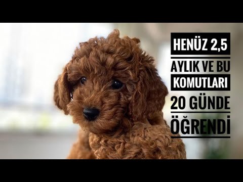 Milka 2,5 Aylıkken 20 Günde Öğrendiği İlk Komutlar ( Toy Poodle Dünyanın En Zeki 2. Köpek Irkıdır )