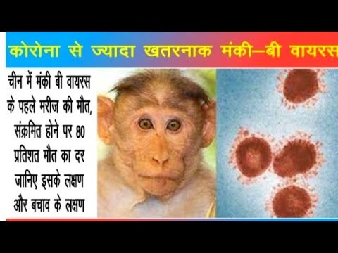 Monkey B Virus : Causes, Symptoms and mode of treatment; Everything you ...