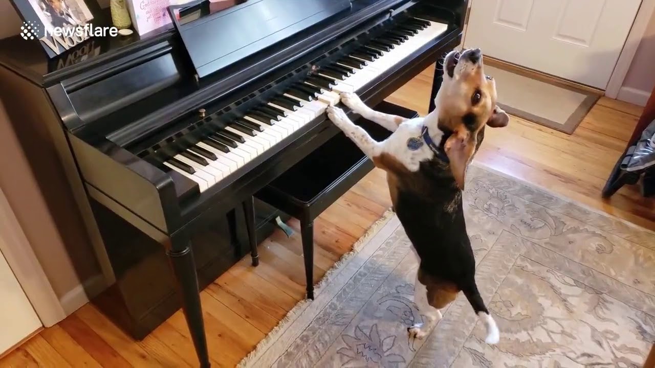Liveleak com Buddy the beagle shows off his piano and singing skills ...