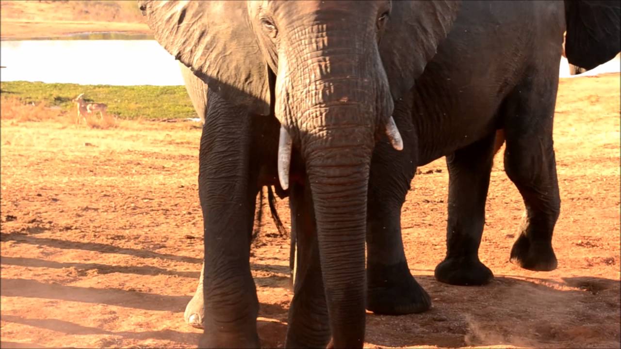 Elephants digging for salt in the dry season - YouTube