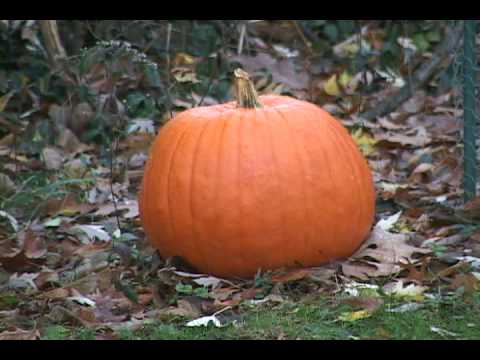 Decaying Halloween Pumpkin Time Lapse - YouTube