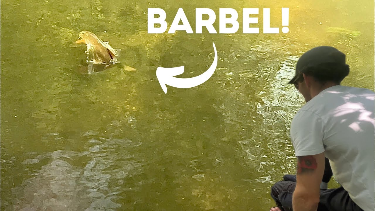 Multiple Chub with Barbel on the SURFACE! - Spot 3 - YouTube