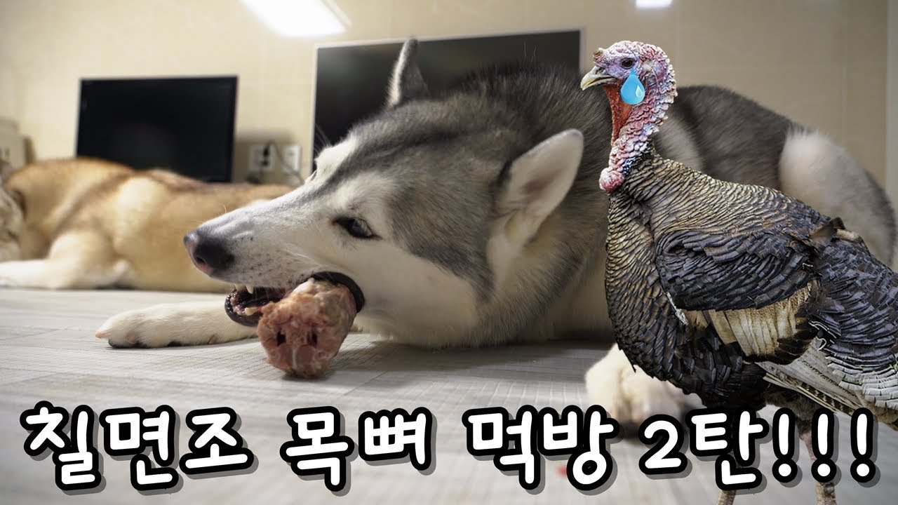 시베리안 허스키들의 칠면조 목뼈 먹방 2탄!!! Siberian husky eating Raw Turkey neck 2 ...