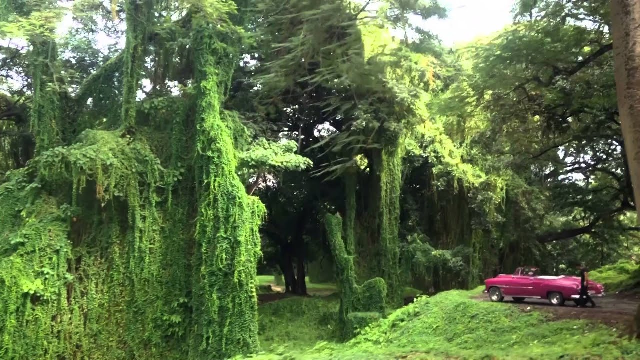 Cuba en 30s - La magia del Parque Almendares - YouTube