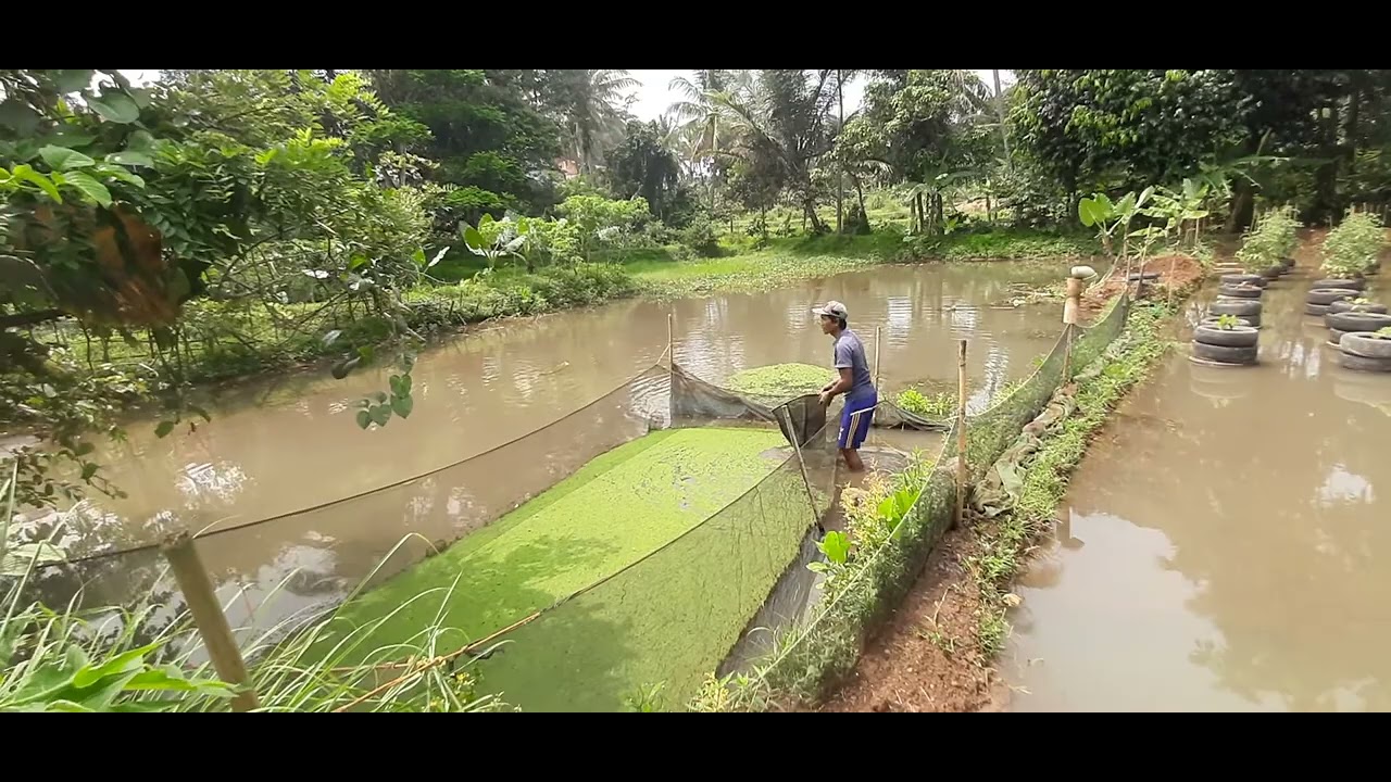 Azolla Adalah Makanan Ikan Alami dan Tinggi Kadar Proteinnya - YouTube