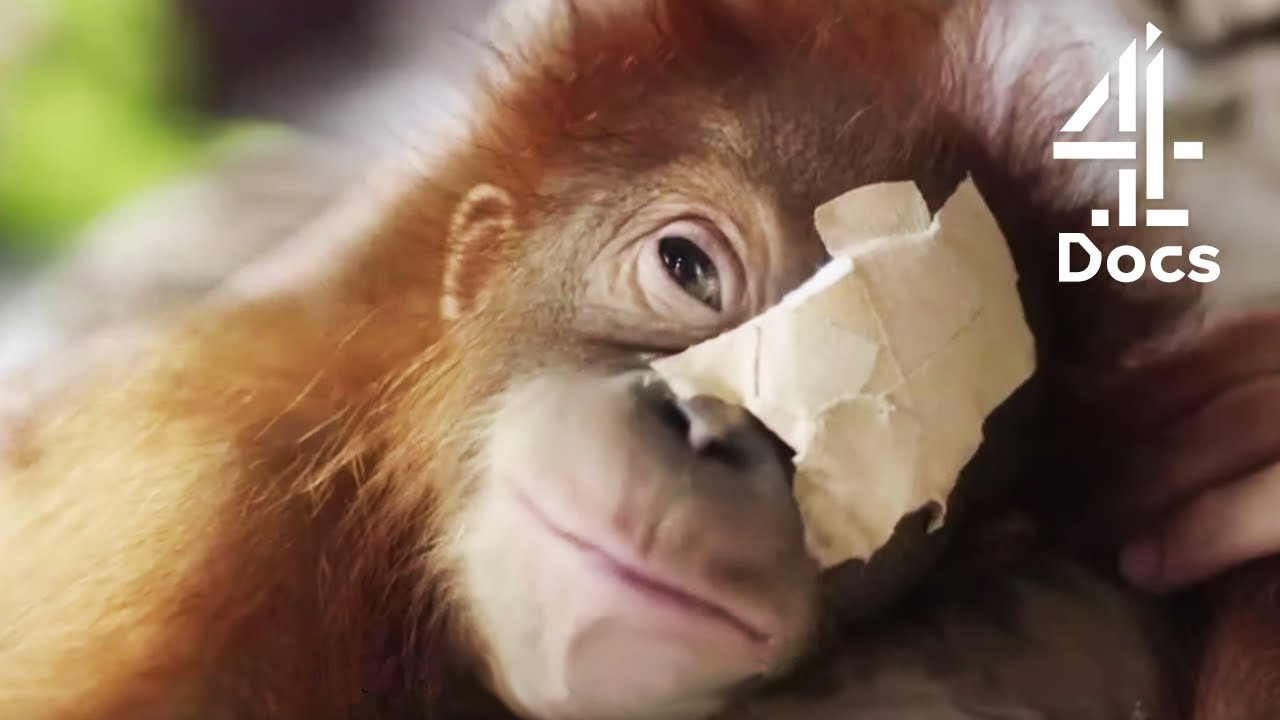 6-Month-Old Orangutan Loses Sight After Tree Fall | Orangutan Jungle ...