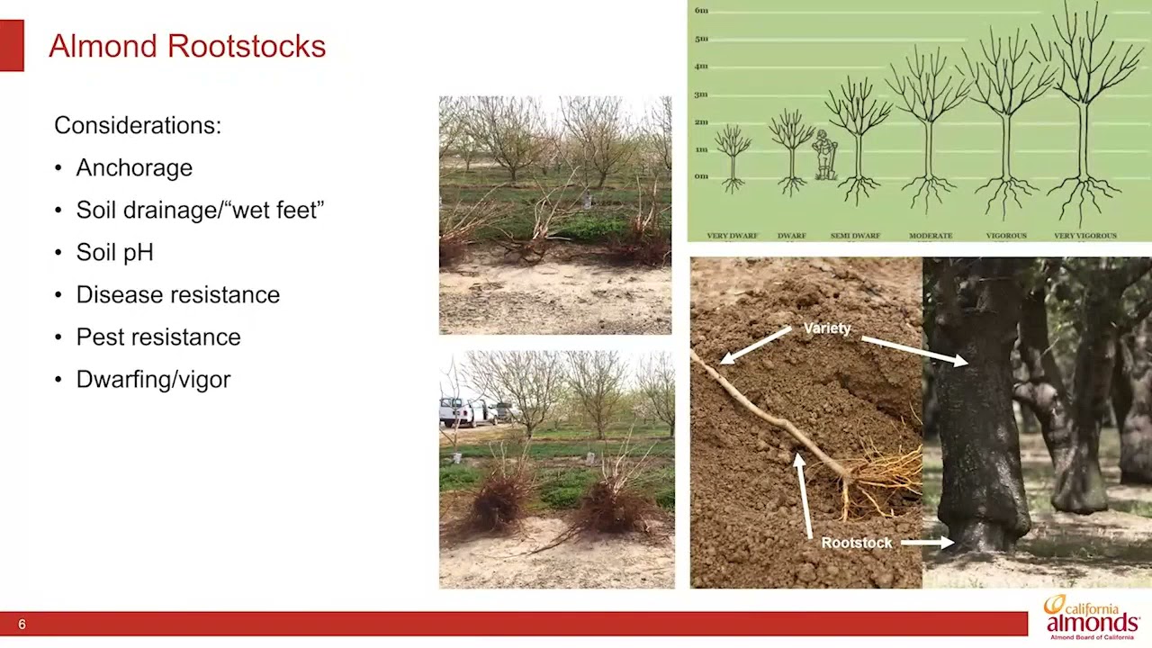 The California Almond Lifecycle – From Tree to Table - YouTube