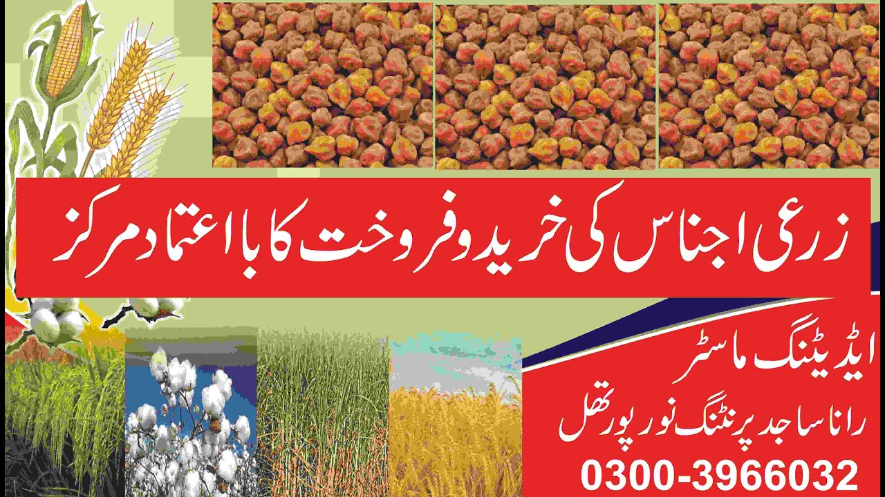 Visit of Galla Mandi Dulay wala bhakkar | Galla Mandi Business Ideas ...