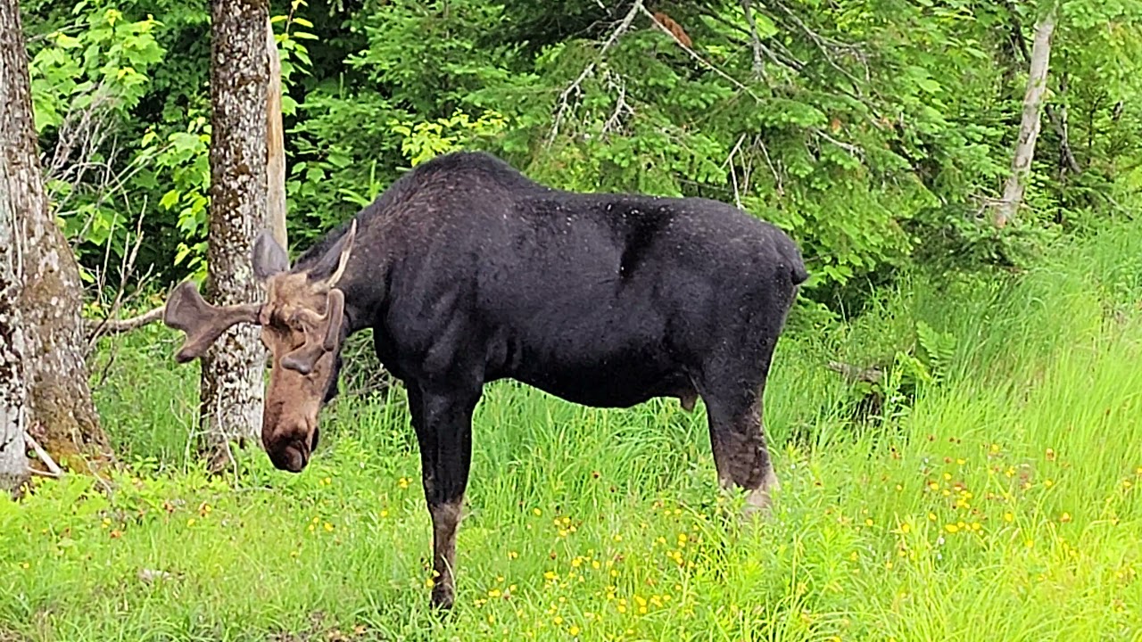 big moose. - YouTube