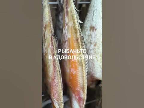 Мурманский вяленый ёрш. - YouTube