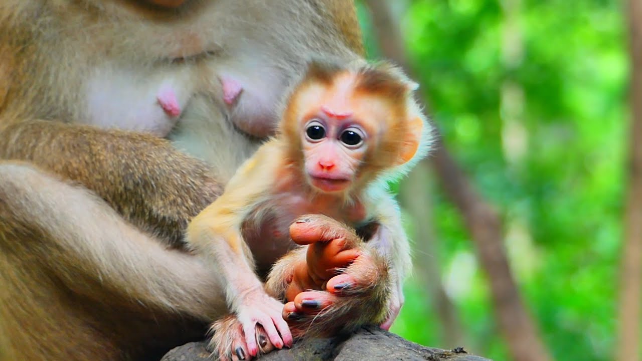 Lol! Baby monkey Robin is shy with Nanda and Natty, perhaps a few lip ...
