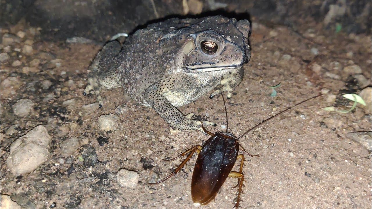 Wow when toad eat😱😱#cockroach#animals#nature#wow#eating#food#cockroach# ...