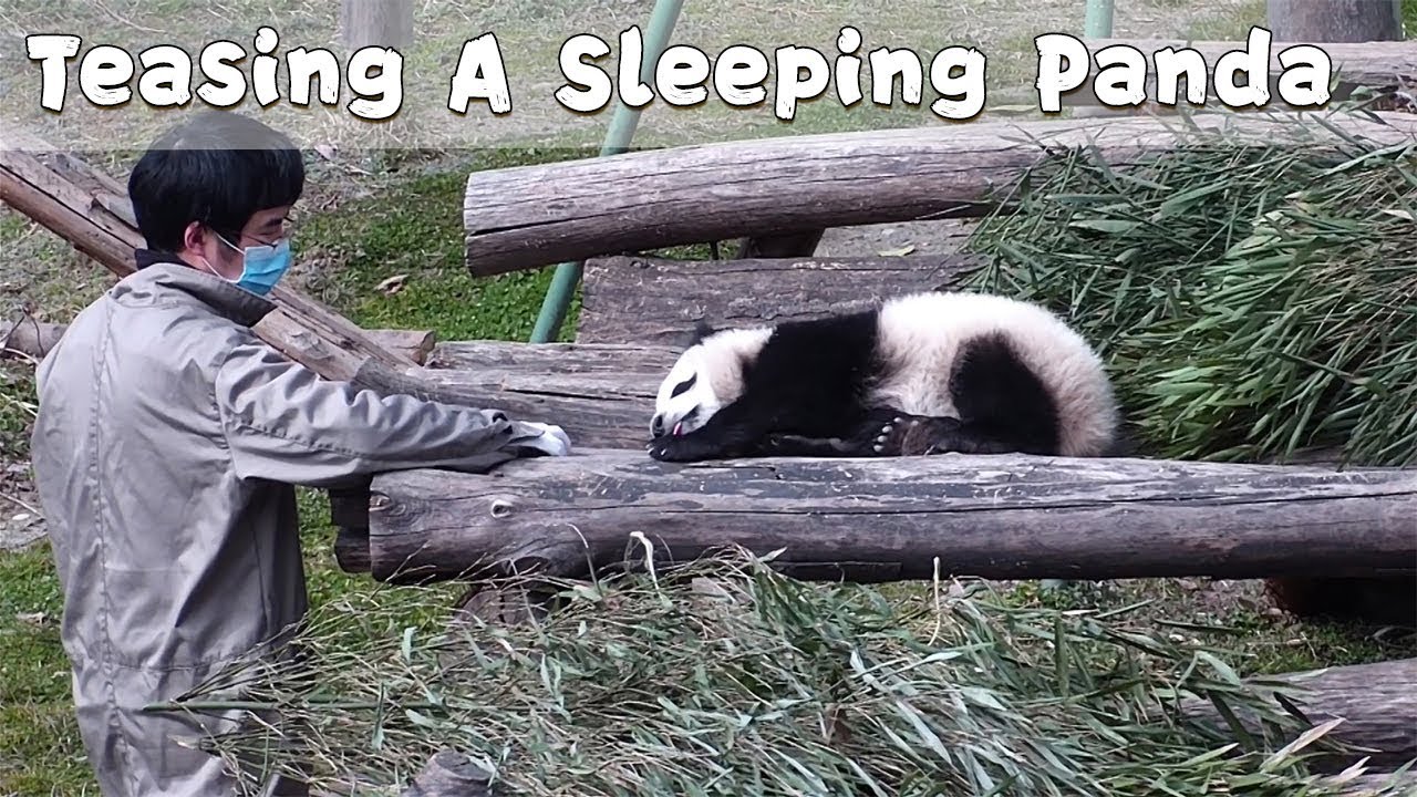 Nanny Can’t Resist Teasing Sleeping Panda Cub | iPanda - YouTube