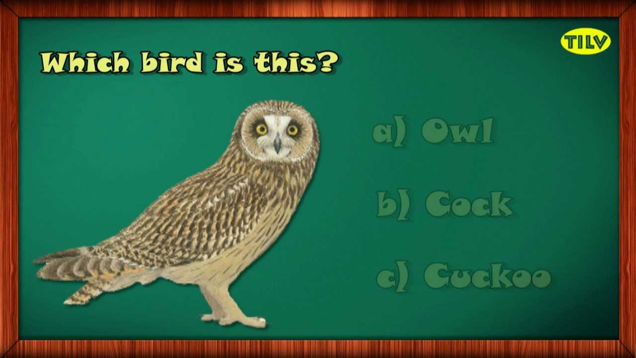 Learn about Birds (Part 5) with Interactive Learning Videos for Pre ...