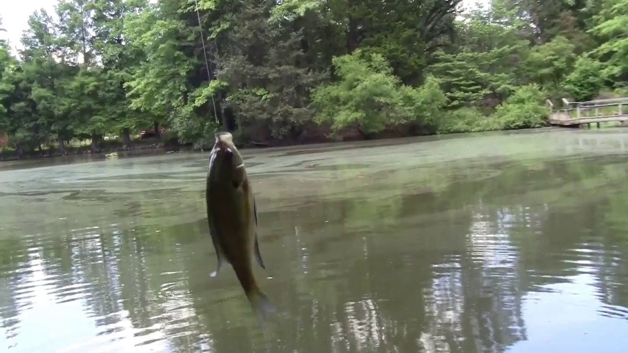 fishing with corn - YouTube