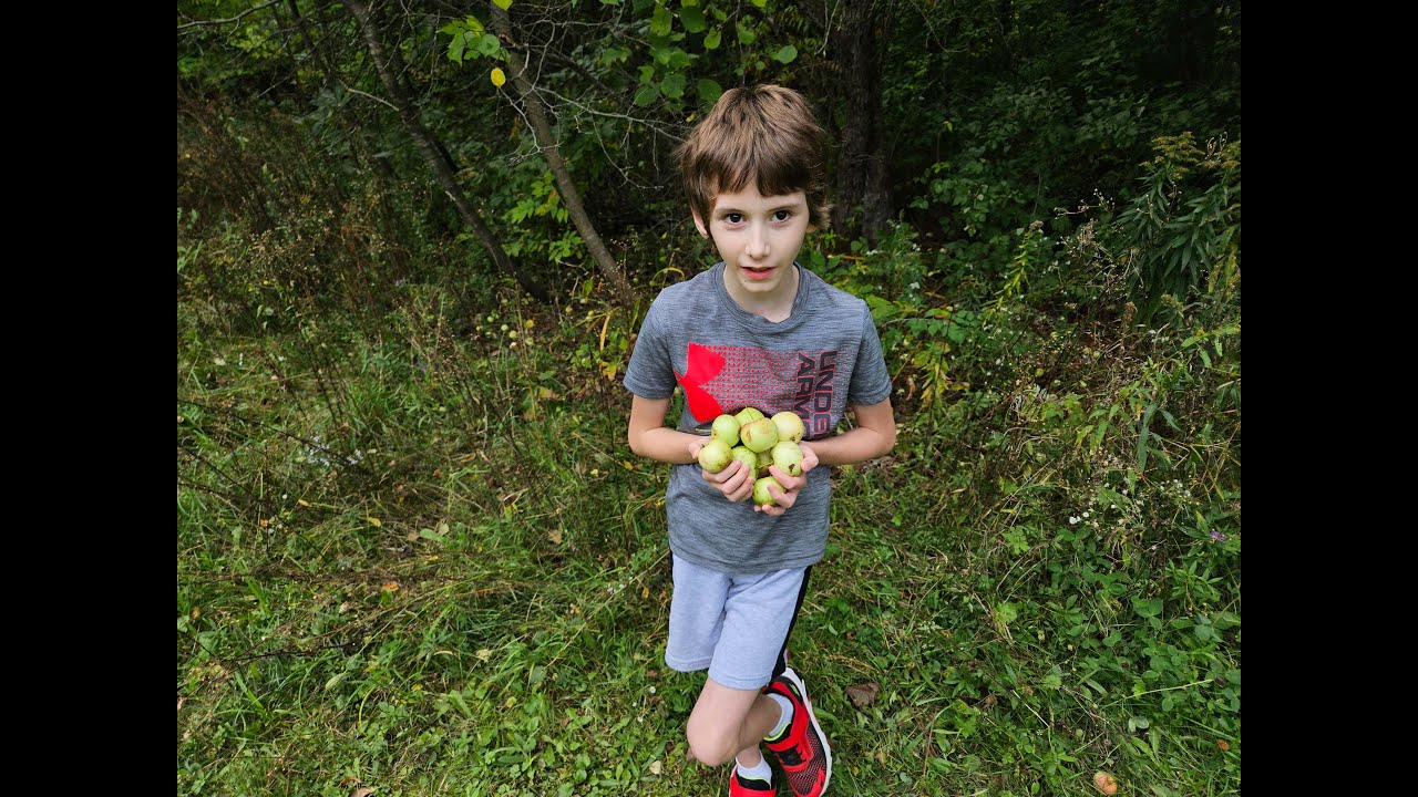 Throwing Apples At a Tree - YouTube