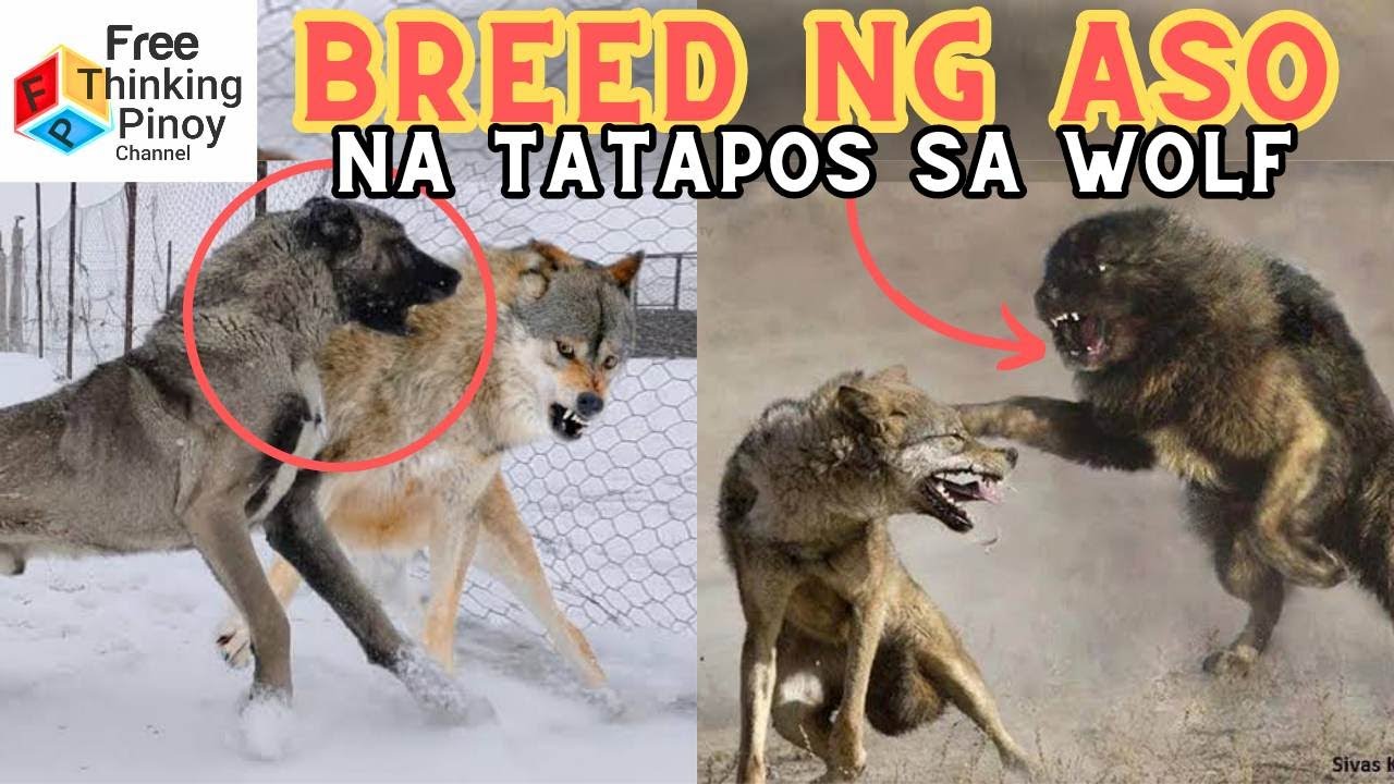 Pinaka MALAKAS na ASO na pwedeng LUMABAN sa WOLF | Dogs vs Wolf - YouTube