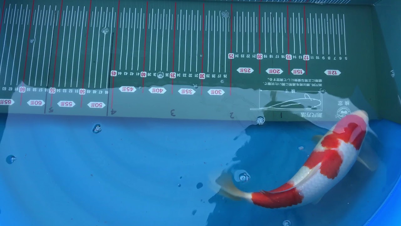 Andrews Koi International 2018 Azukari - YouTube