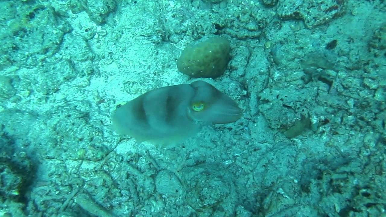 Cuttlefish flashing color - YouTube