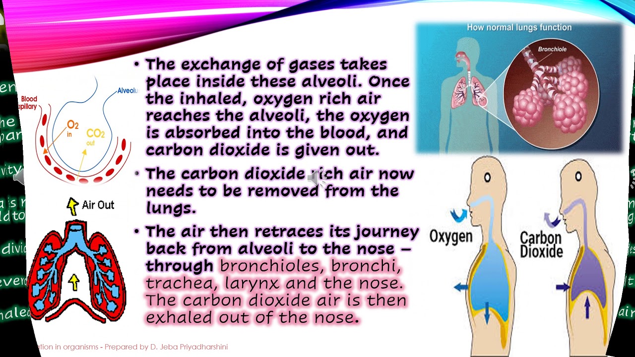 Respiration in Organisms - Part - 2 - YouTube