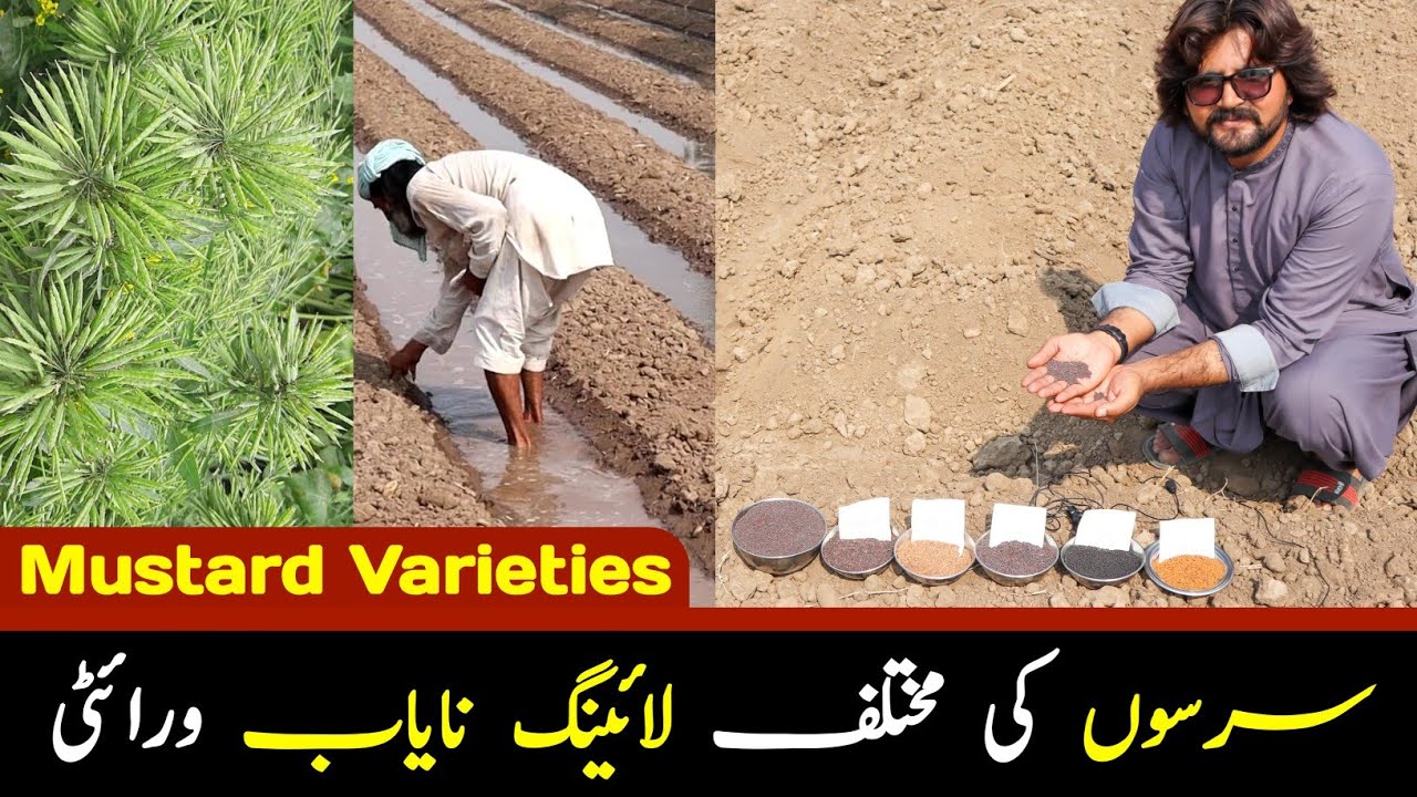 Mustard Farming / Sarso ki Zeyada Pedawar dene wali New Lining ...