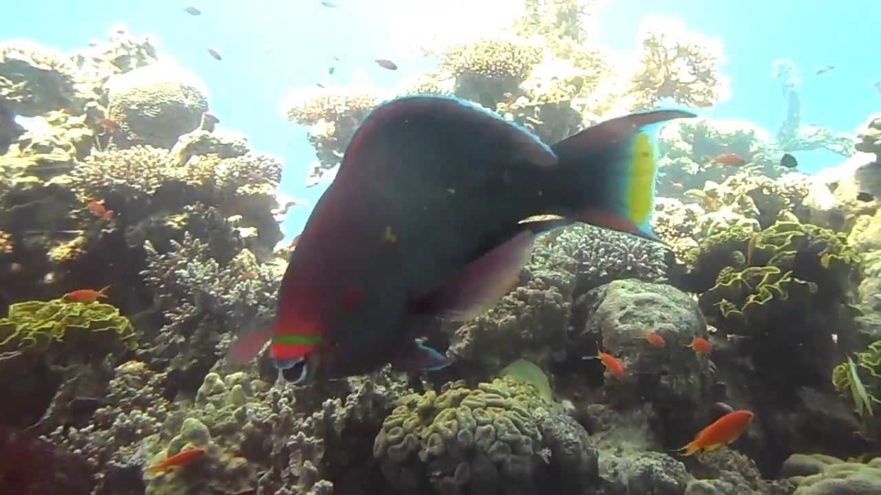 The Coolest light Fish In The World - YouTube