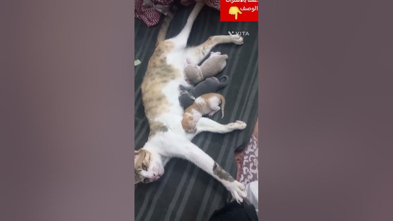 القطه اليتيمه واولادها Youtube