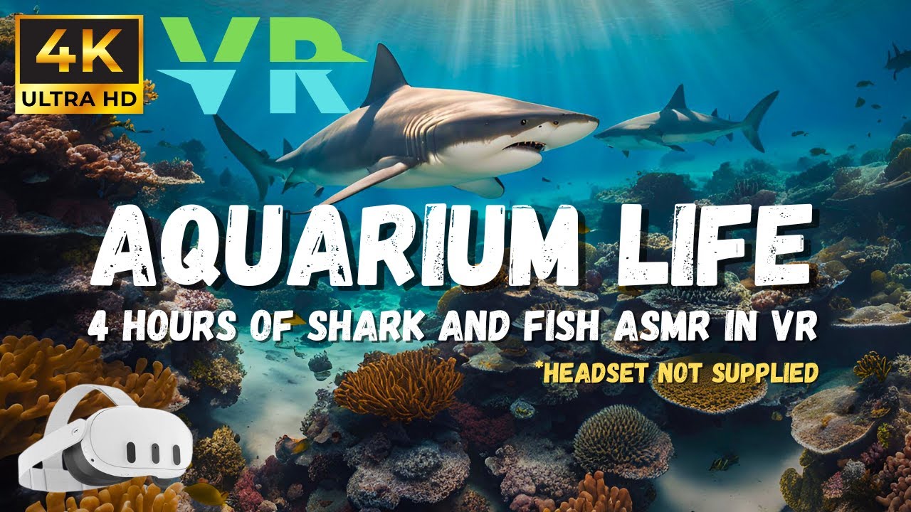 3D 180 VR Underwater Aquarium ambience, Coral reef, 4K ASMR - YouTube