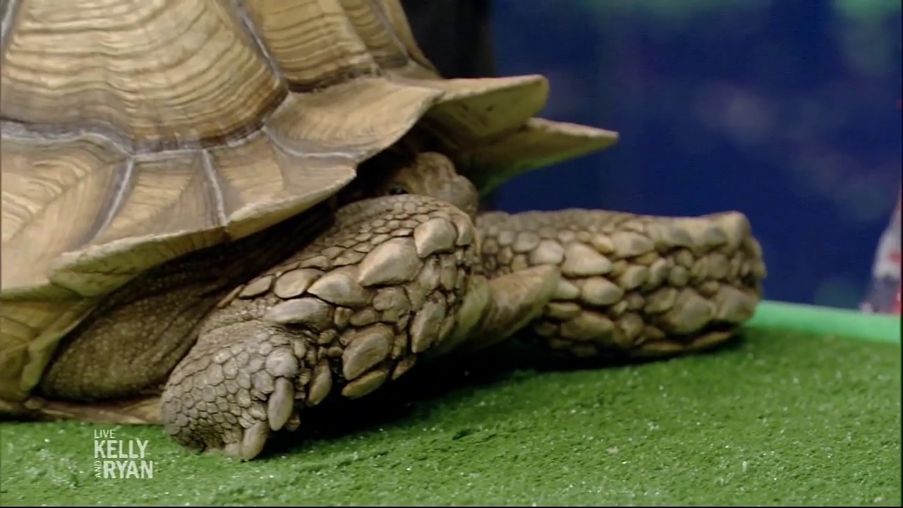 Animals with Coyote Peterson - YouTube