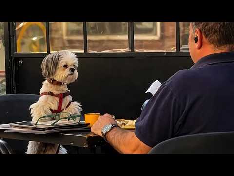 Cute PUPPIES Becomes a Little Human 😂 Top Funny Puppies Videos Ever!